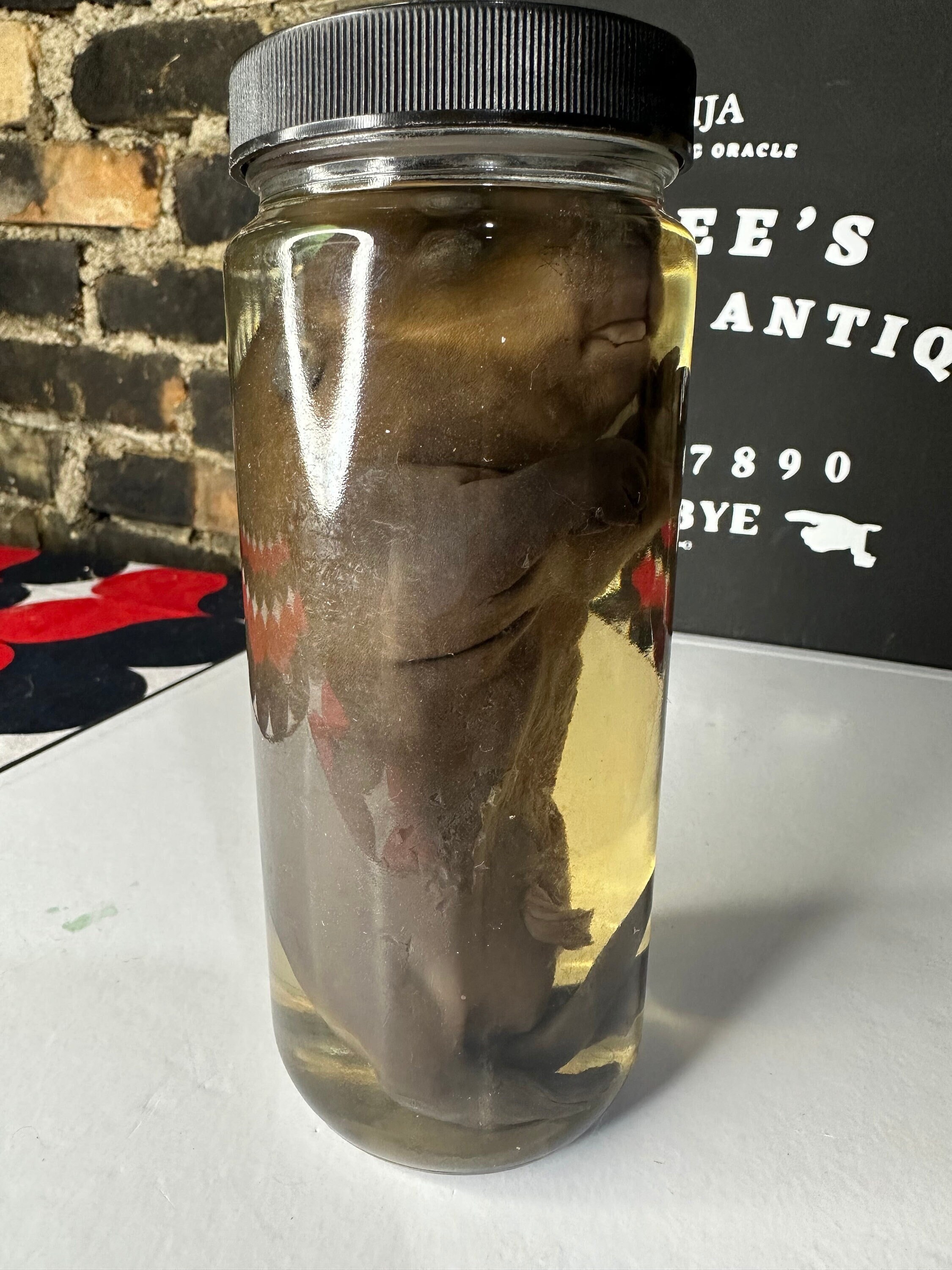 Beaver Wet Specimen - Etsy