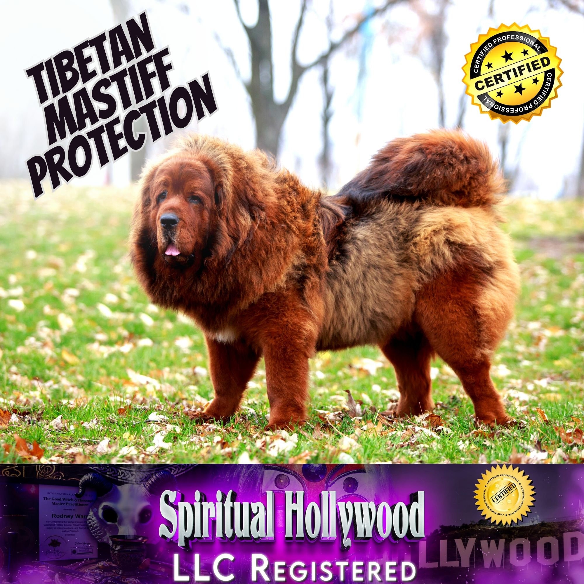 Tibetan Mastiff Attack Tiger