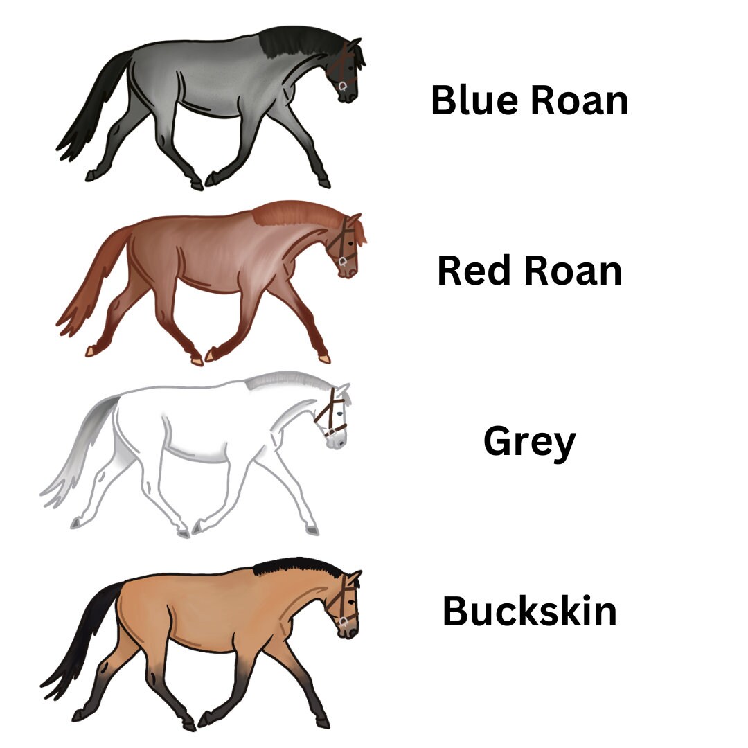 Equestrian Horse Gifts and Birthday Presents - Horse Coat Colors ...