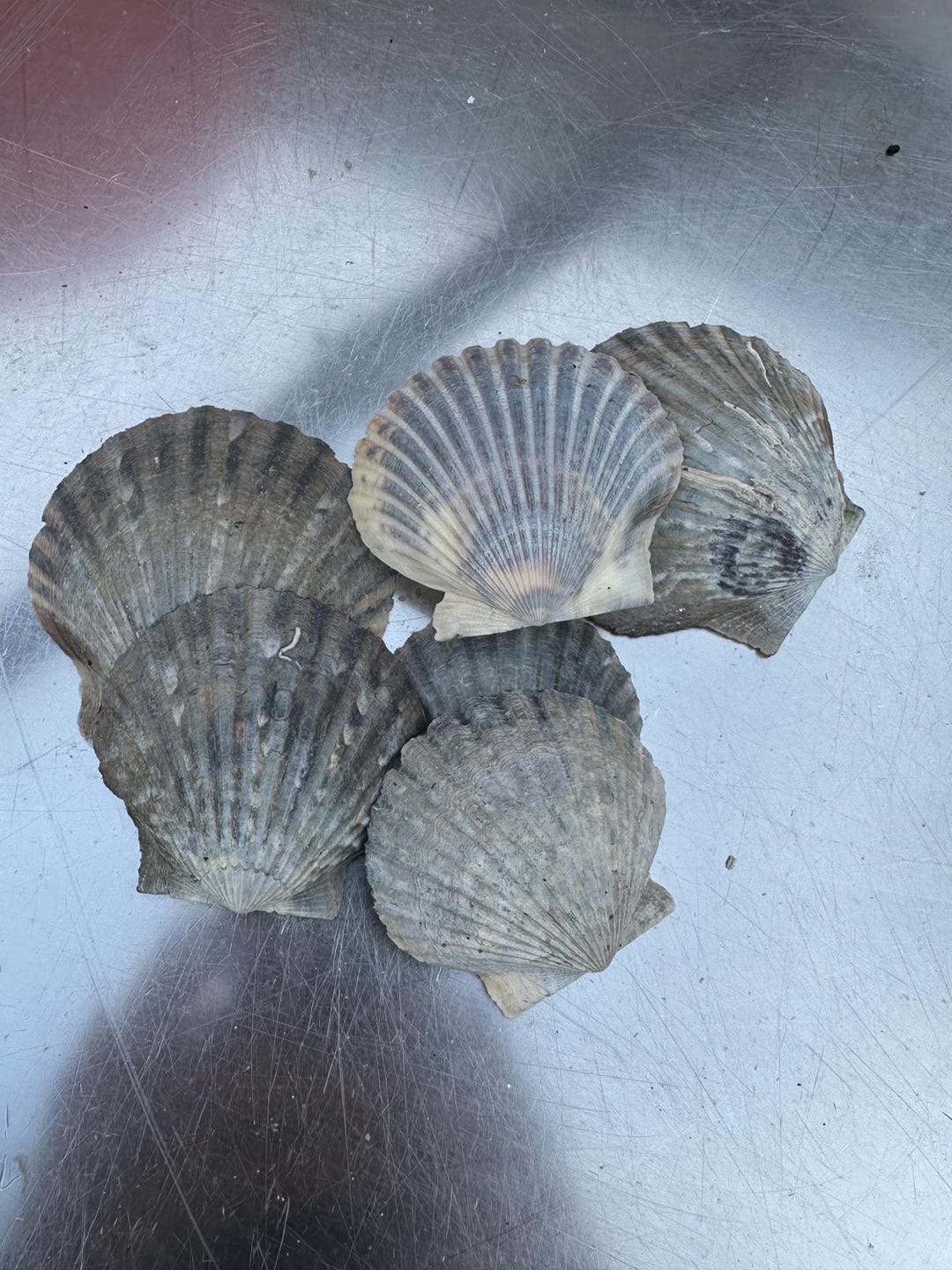 Bag of 25 Hamptons Bay Scallop Shells - Etsy