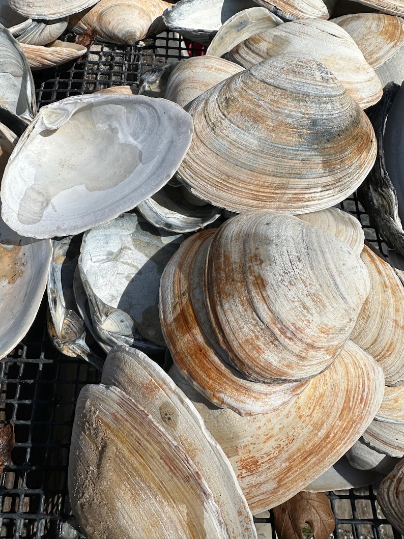 Large Size Atlantic Surf Clam Shell 10 Assortment - Etsy