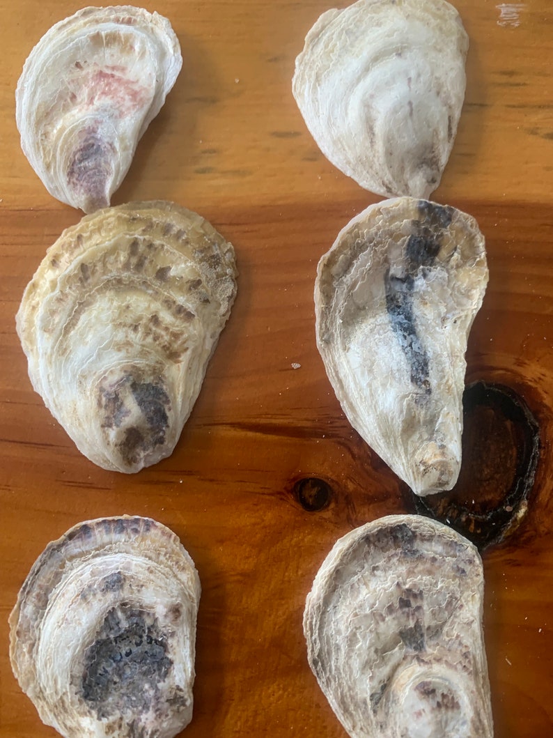 Bag of 50 Choice Clean Medium Long Island Oyster Shells - Tops and ...