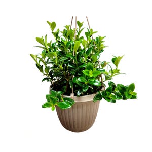 6" Hanging Basket of Goldfish Plant, Nematanthus Gregarious ...