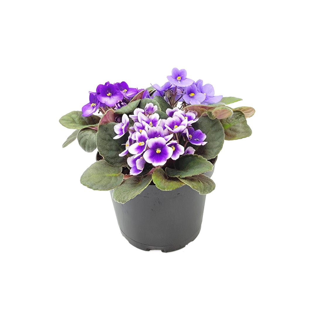 African Violet Plant Trio - Purple Tones, Bicolor Blooms, Pet Safe - Etsy
