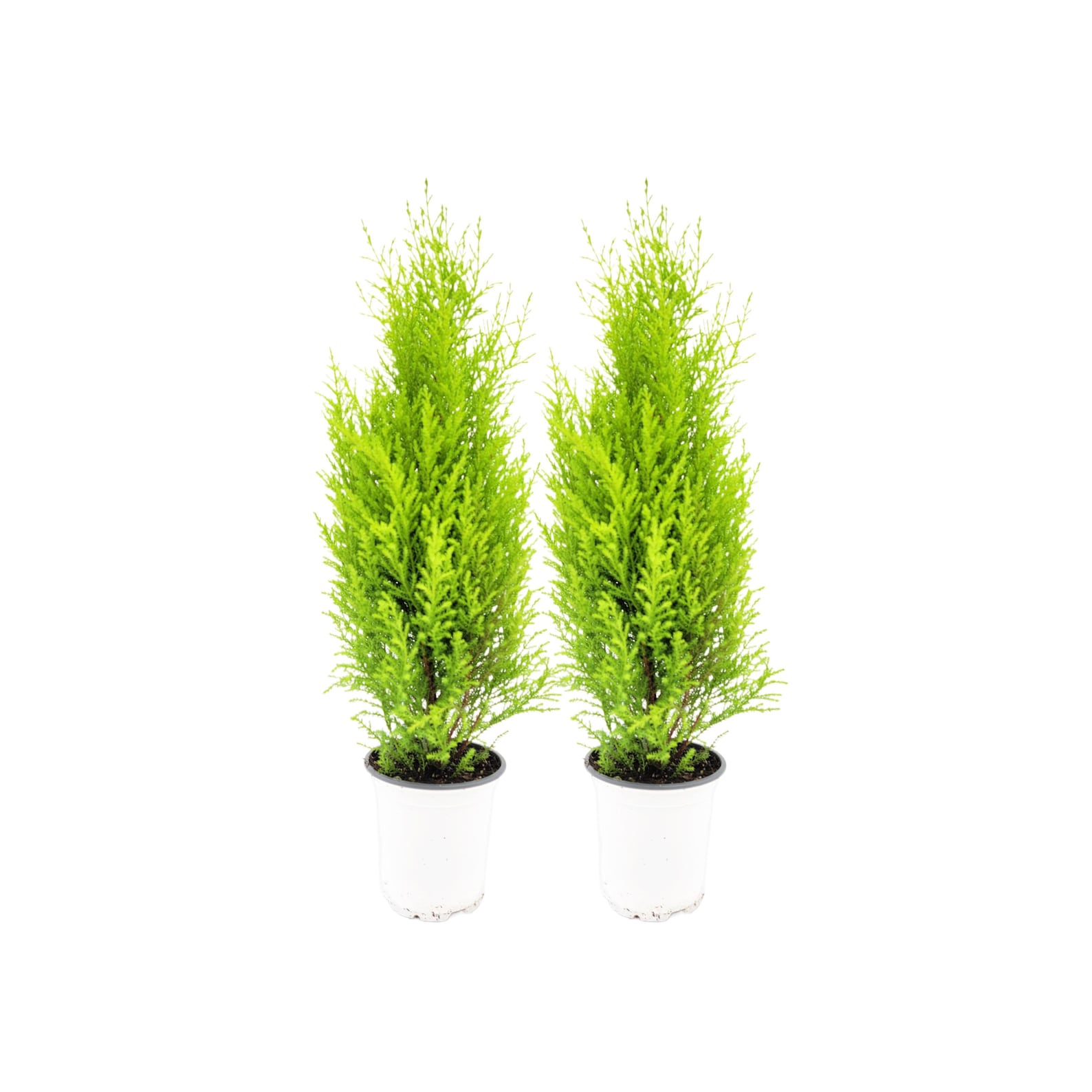 2-PK - 4.5" Live Dwarf Lemon Cypress Trees, Fresh Citrus Scented ...
