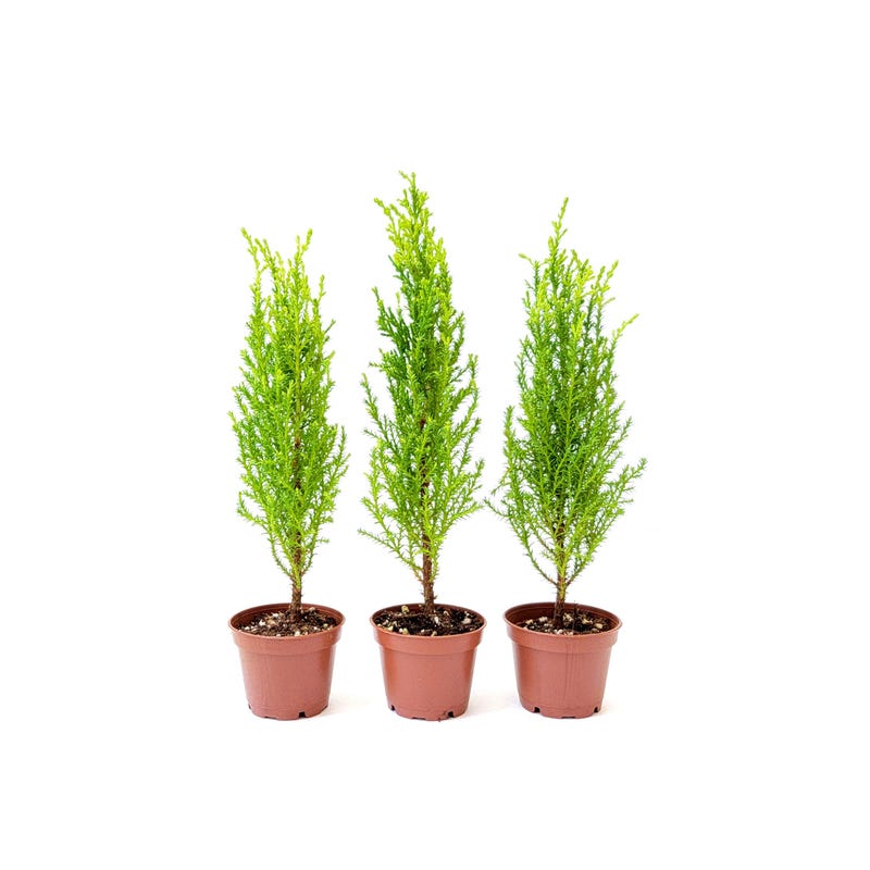 Dwarf Cypress - Etsy