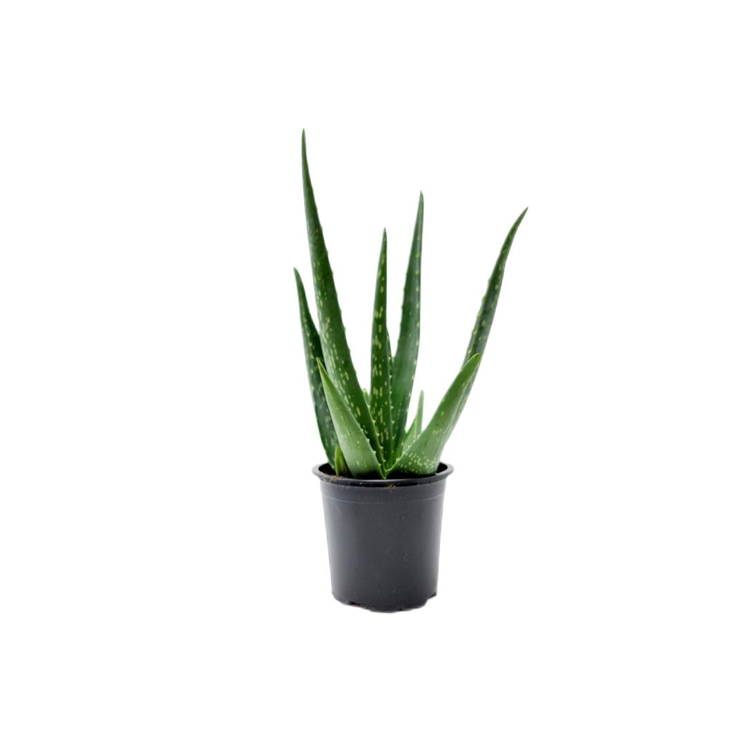 4'' Pot Aloe Vera, Burn Aloe, True Aloe – Succulents, Live Indoor ...