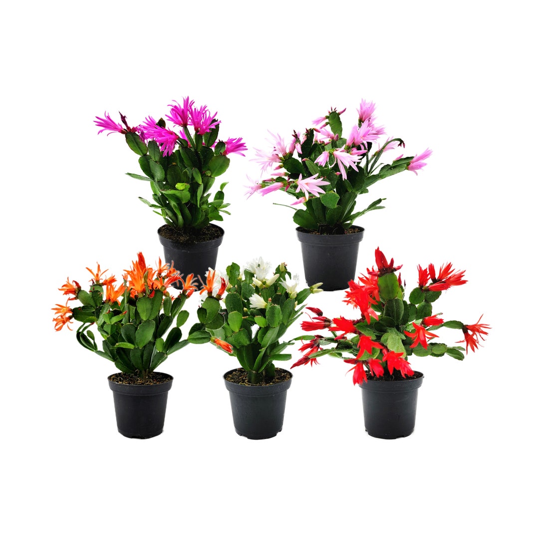 5PK 4pot Spring Cactus Color Collection, Rhipsalidopsis Gaertneri ...