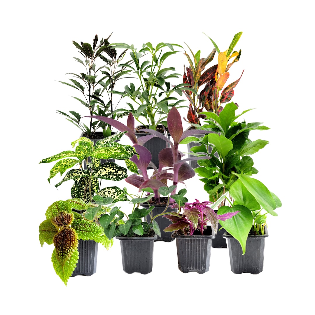 10PK 3”-pot Live Plant Collection, No Duplicates for up to Two Packs ...