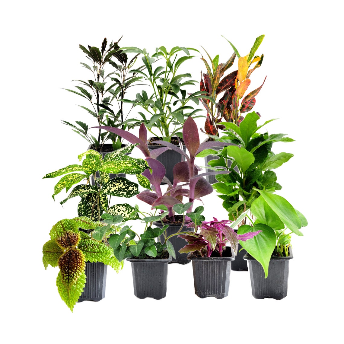 10PK 3pot Live Plant Collection, No Duplicates for up to Two Packs 20 ...
