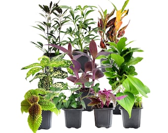 8PK 3pot Live Plant Collection, No Duplicates for up to Two Packs 16 ...