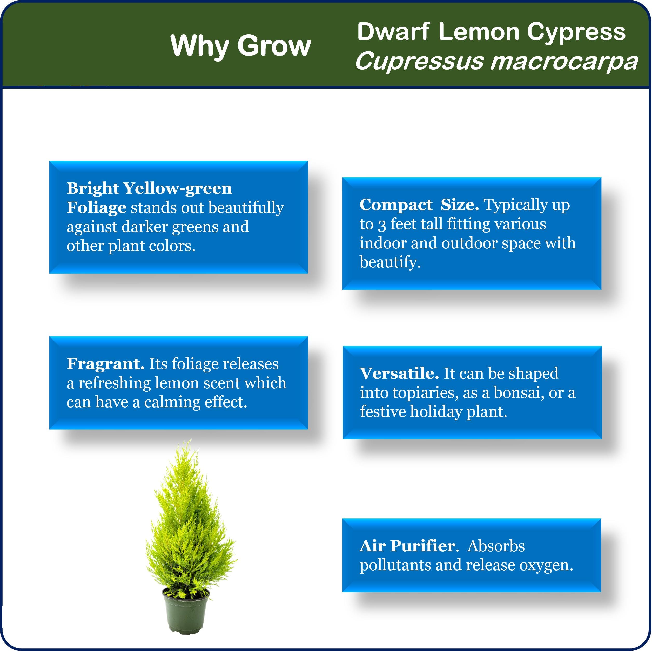 Live Dwarf Lemon Cypress, Cupressus Macrocarpa goldcrest Wilma, Live ...