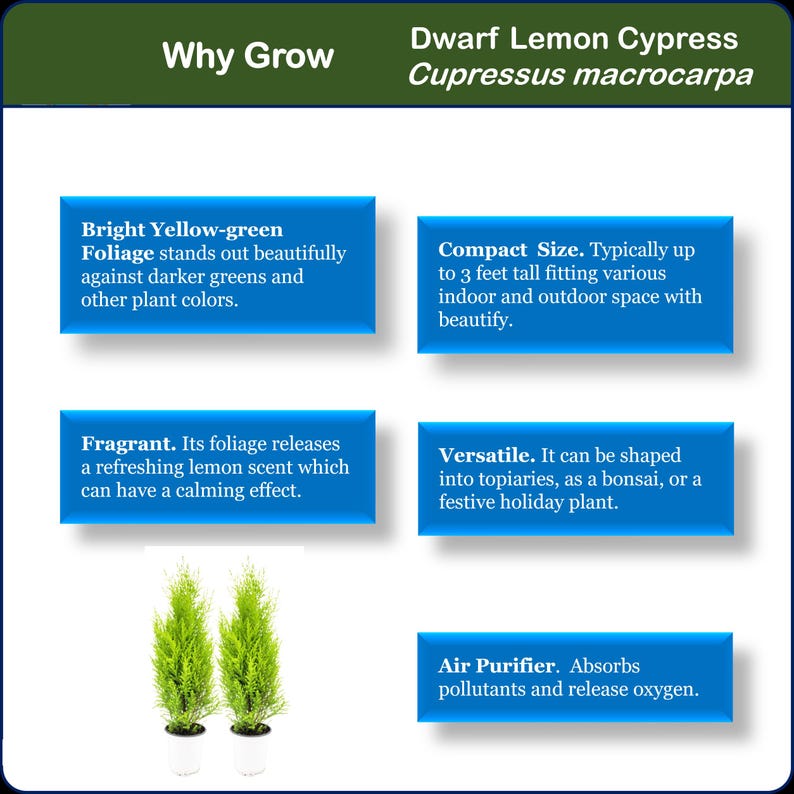 2-PK - 4.5" Live Dwarf Lemon Cypress Trees, Fresh Citrus Scented ...