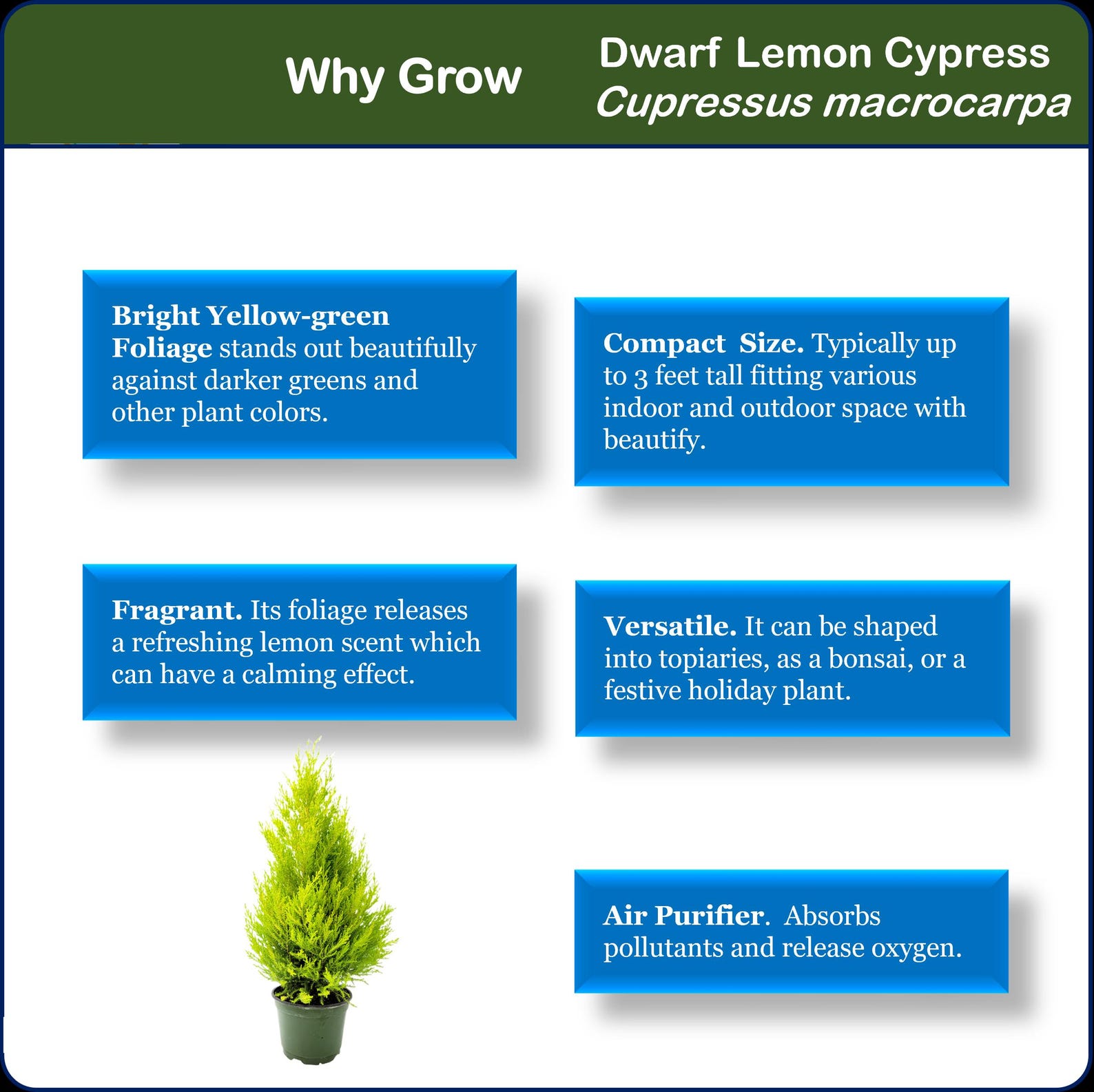 Live Dwarf Lemon Cypress, Cupressus Macrocarpa ‘goldcrest Wilma,’ Live ...