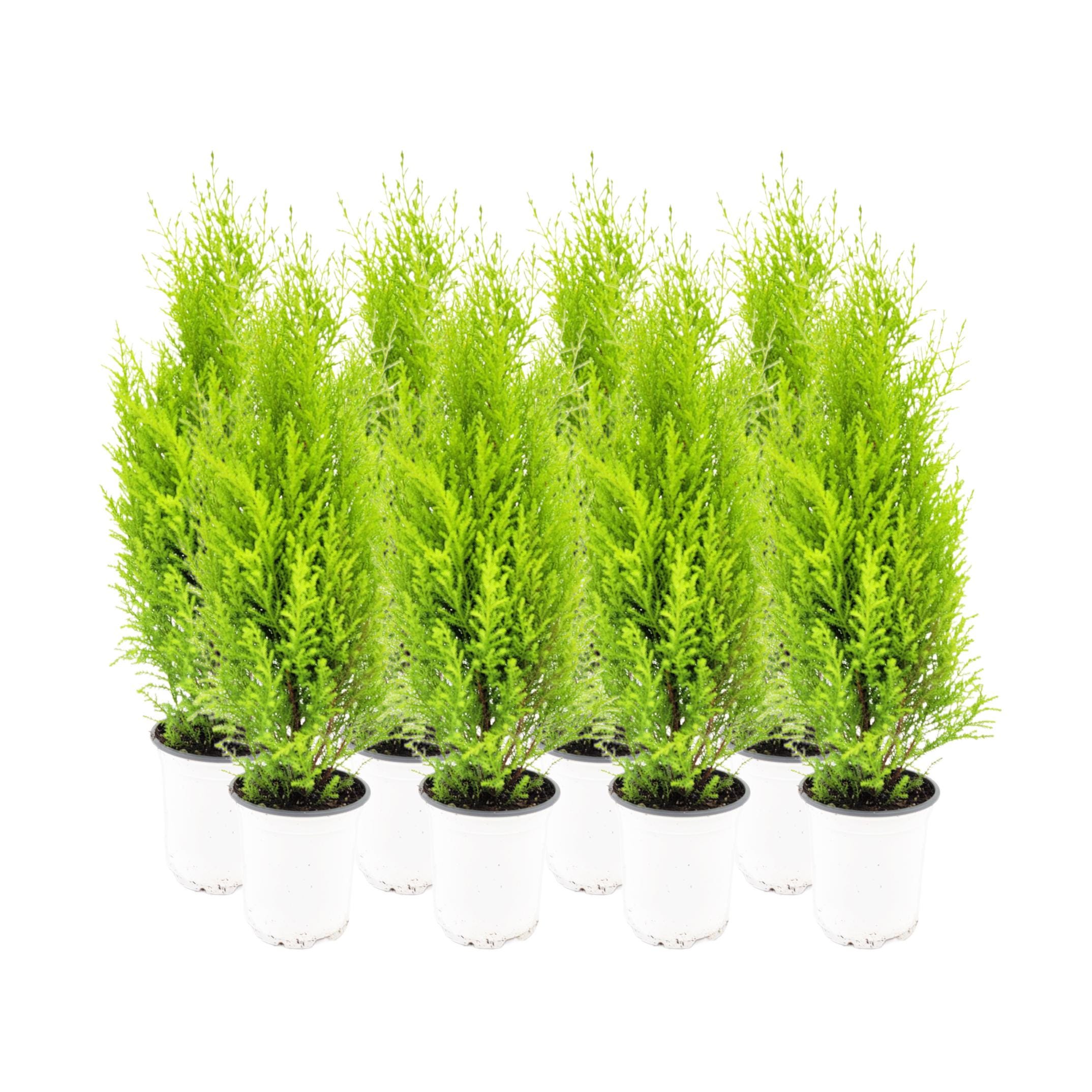 8-PK Live Dwarf Lemon Cypress, Cupressus Macrocarpa ‘goldcrest Wilma ...
