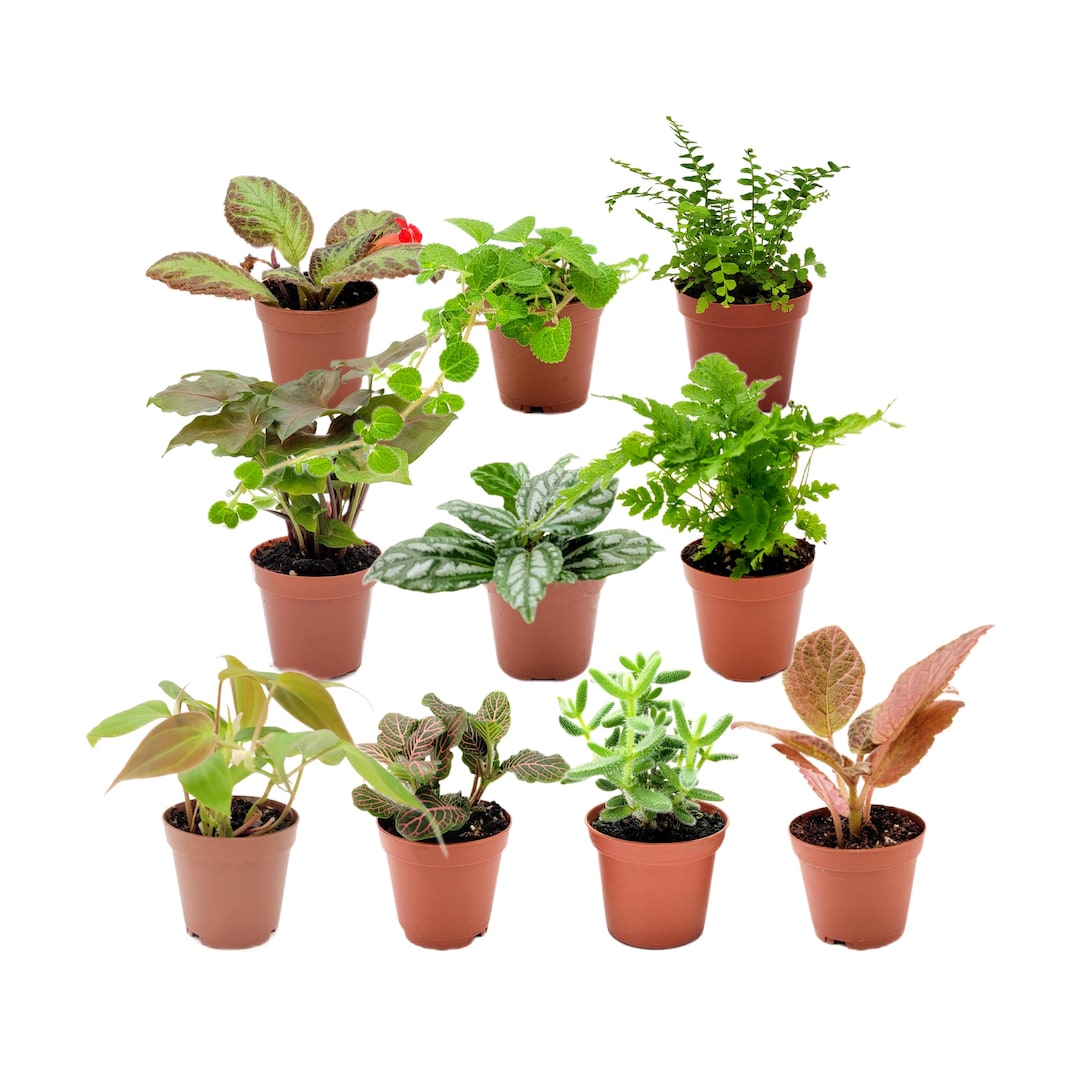10PK 2-in Live Houseplant Collection, No Duplicates, Live Indoor Plants ...