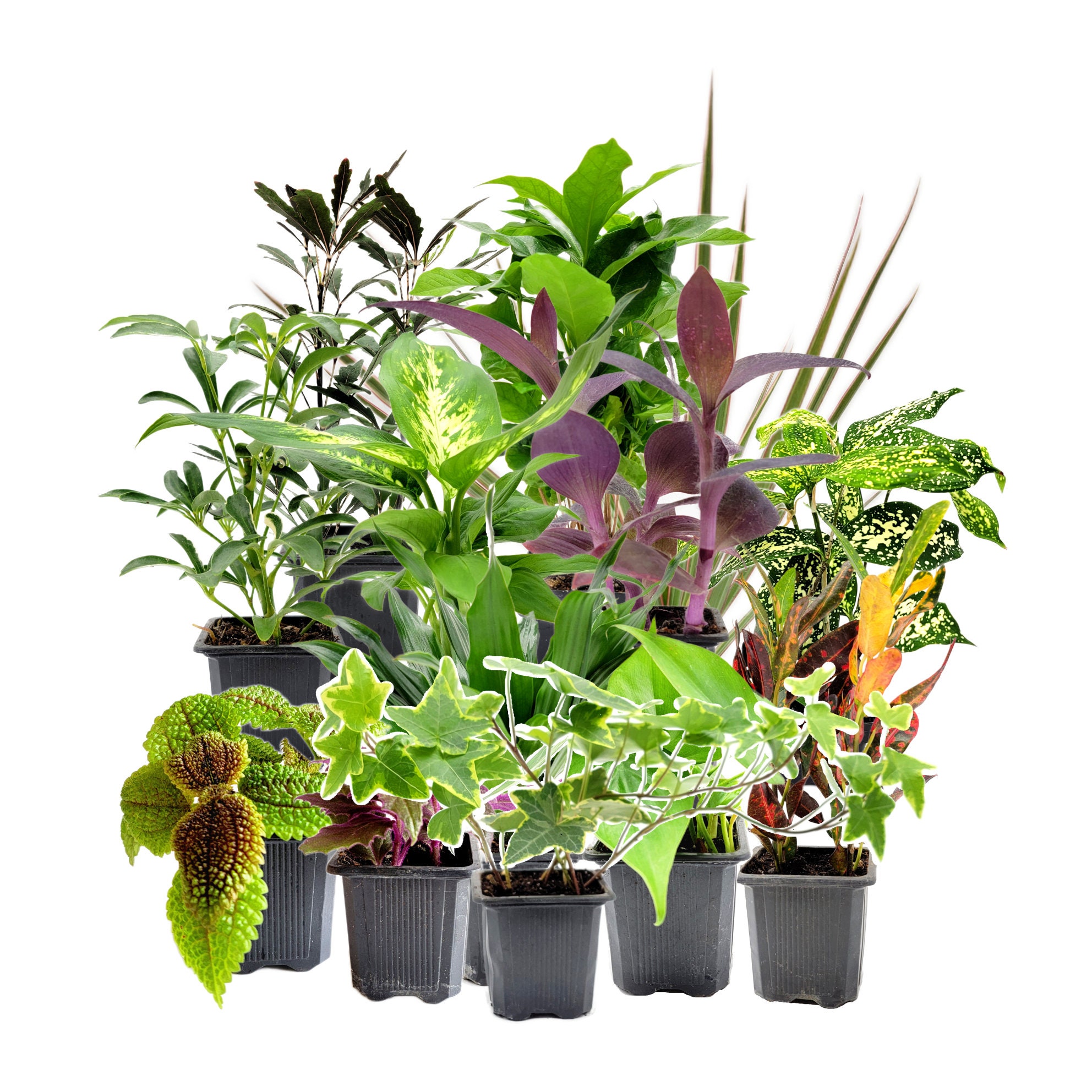 8PK 3pot Live Plant Collection, No Duplicates for up to Two Packs 16 ...