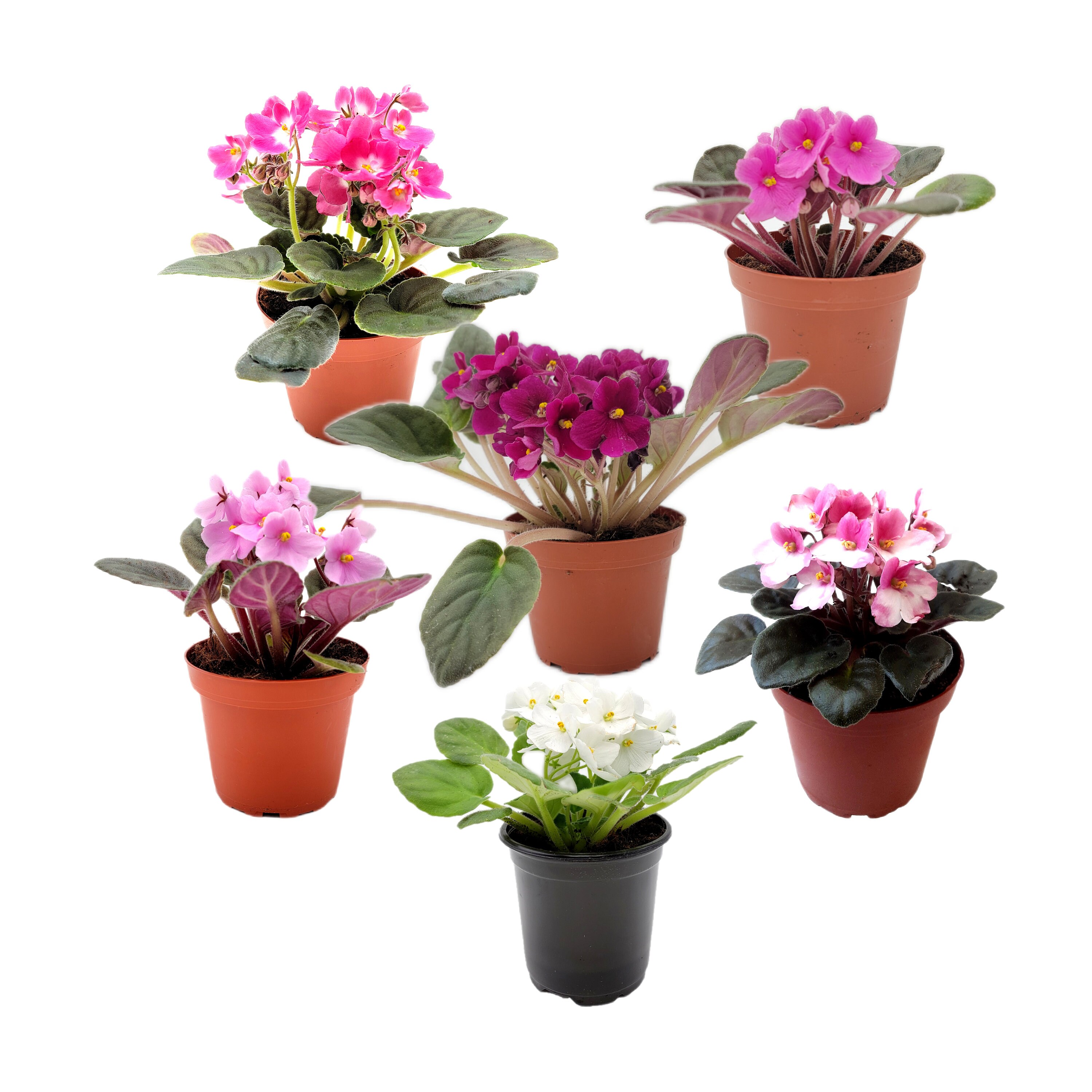4-pack of 4 Pot African Violets, Saintpaulia Ionantha, From 12 ...