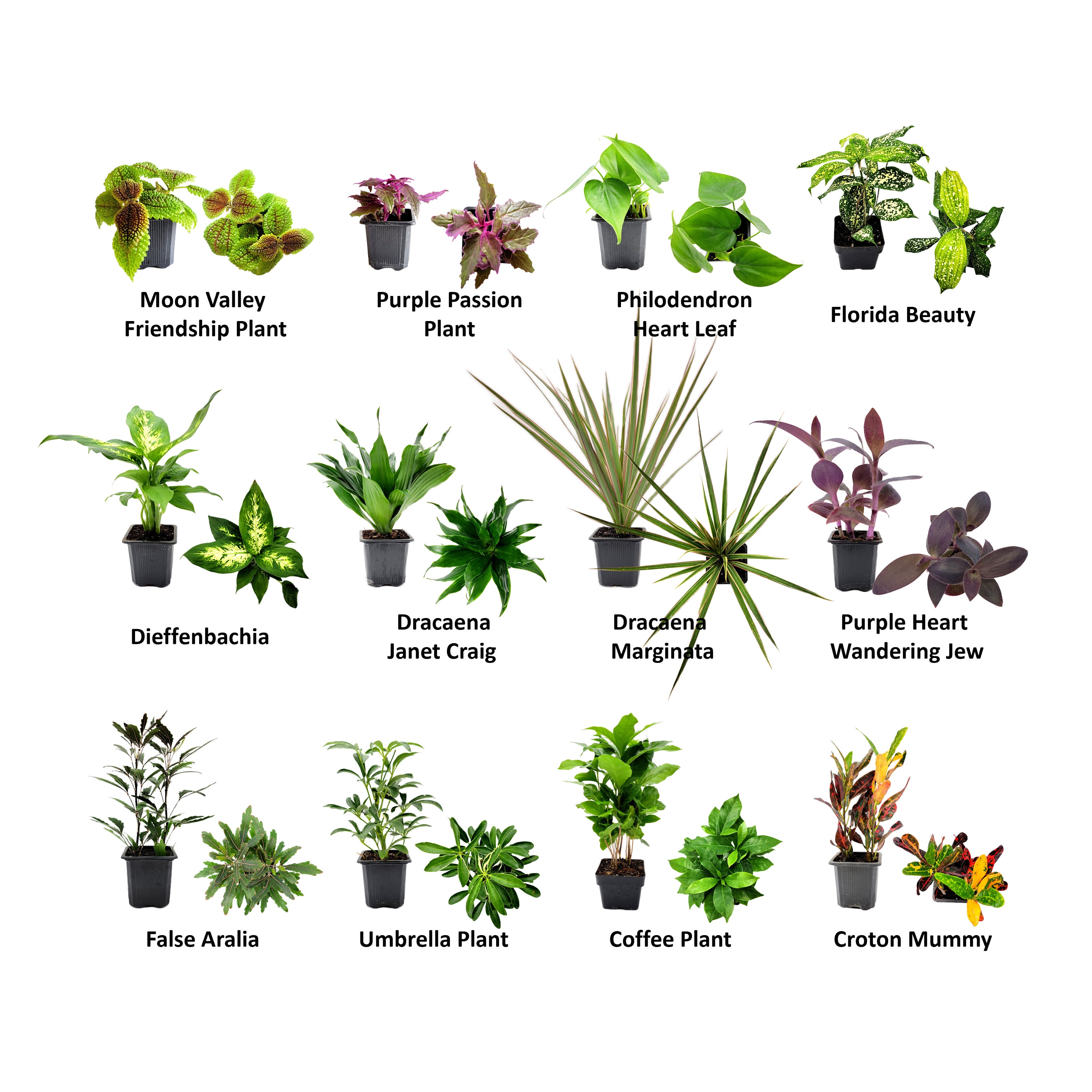 6PK 3pot Live Plant Collection, No Duplicates for up to Three Packs 18 ...