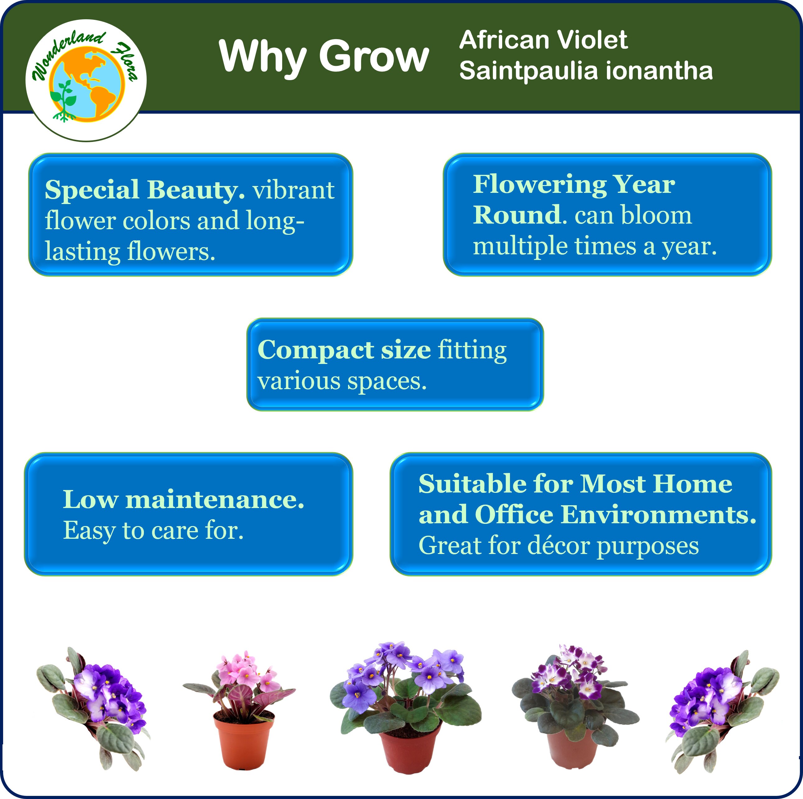 4-pack of 4 Pot African Violets, Saintpaulia Ionantha, From 12 ...