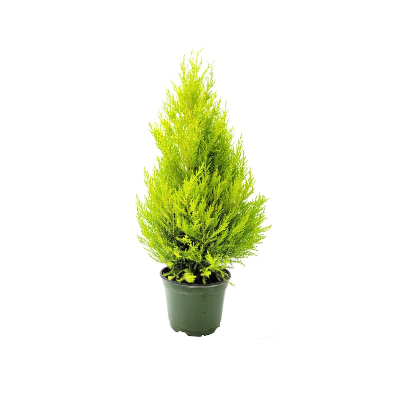 Dwarf Cypress - Etsy