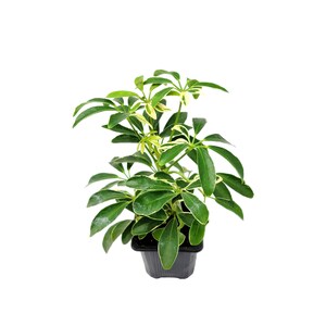 Schefflera Arboricola 'moondrop', Umbrella Tree, Air Purifier 3 Pot - Etsy