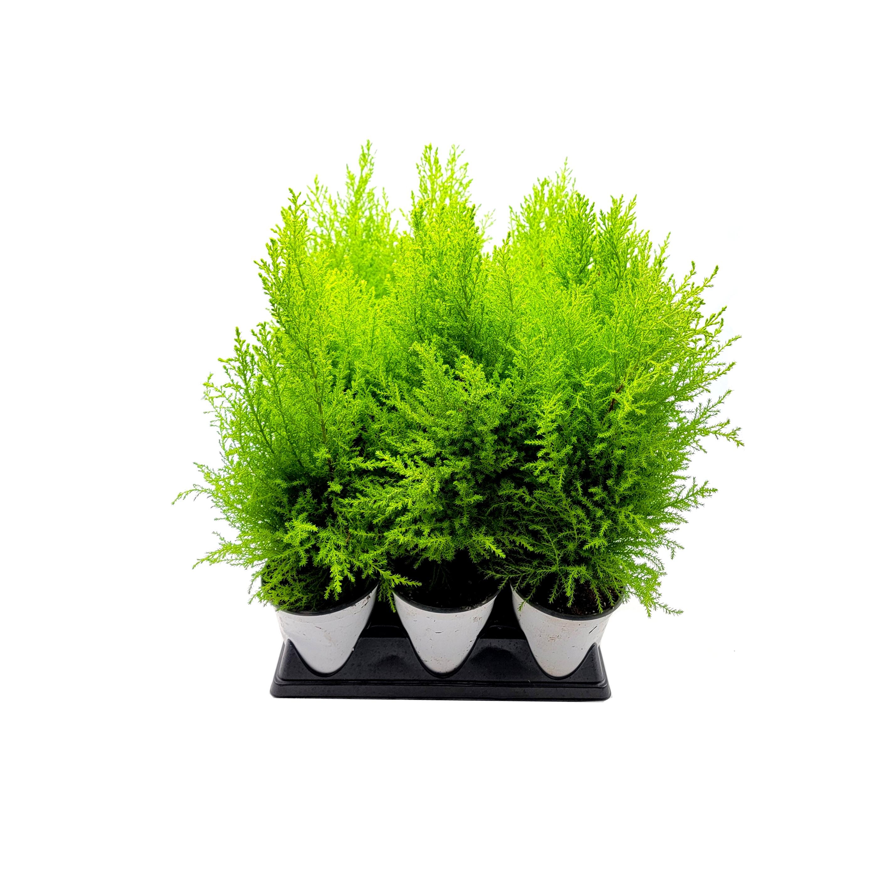 2-PK - 4.5" Live Dwarf Lemon Cypress Trees, Fresh Citrus Scented ...