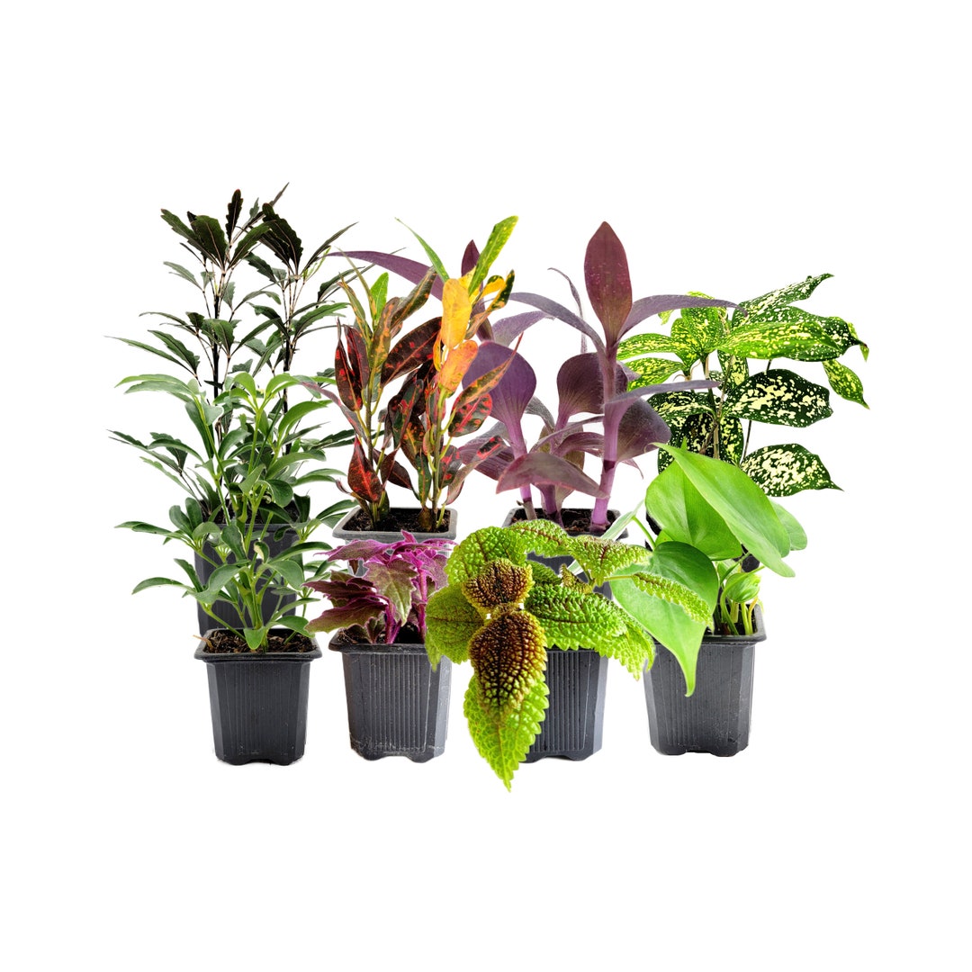 8PK 3”-pot Live Plant Collection, No Duplicates for up to Two Packs (16 ...