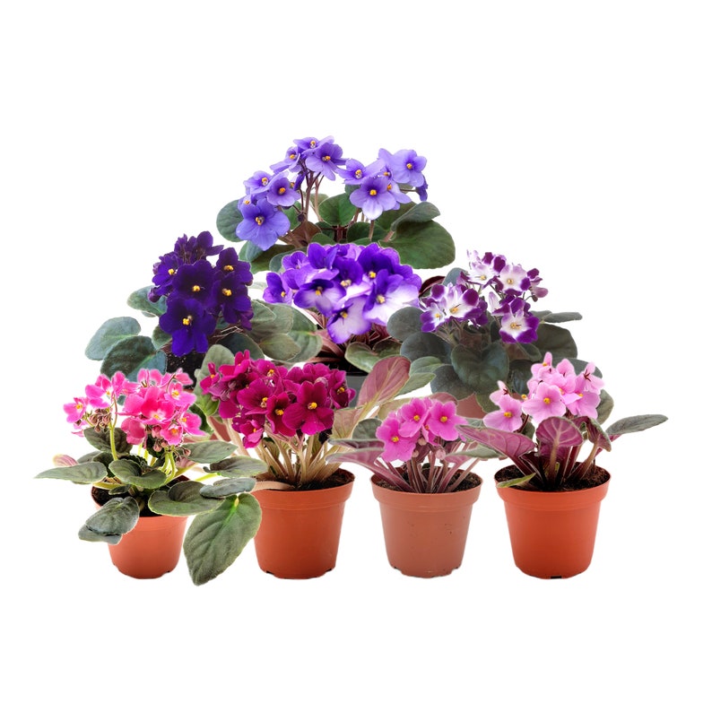 8-pack of 4” Pot African Violets, Saintpaulia Ionantha, From 12 ...