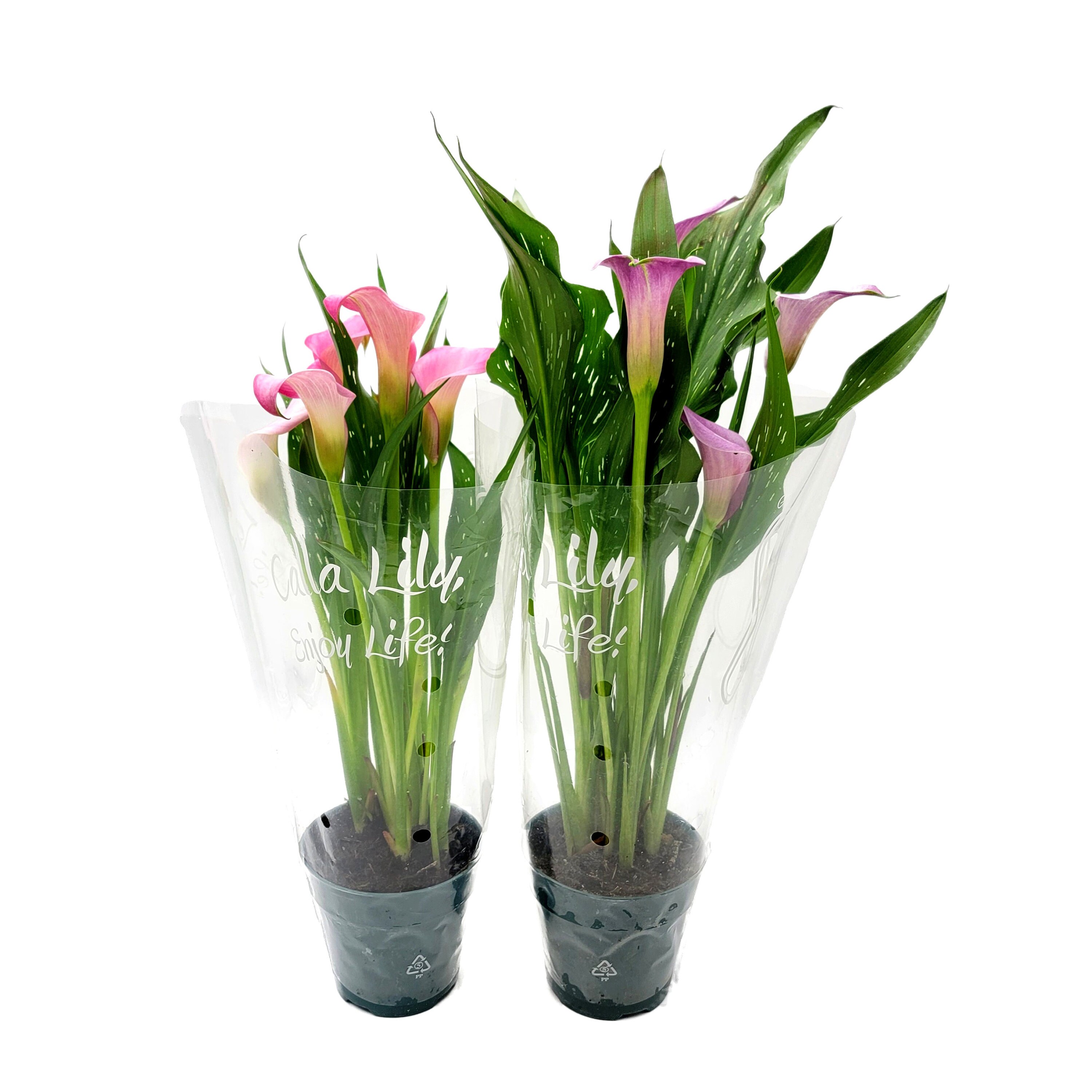 Twin-pk, Calla Lilies in 4.5-inch Pot, Indoor and Outdoor Flowering ...