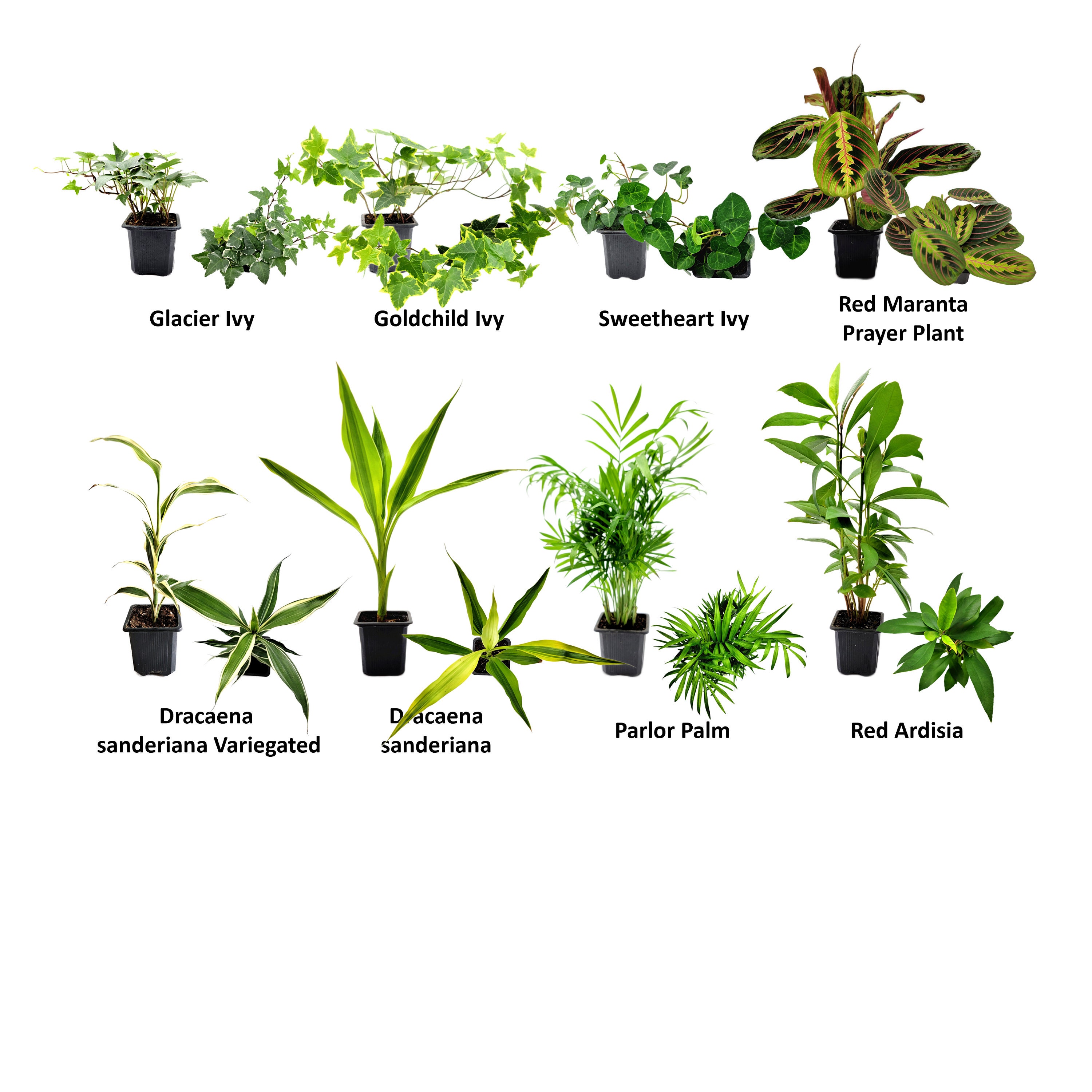 8PK 3pot Live Plant Collection, No Duplicates for up to Two Packs 16 ...