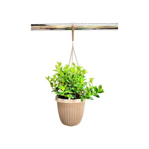 6" Hanging Basket of Goldfish Plant, Nematanthus Gregarious ...