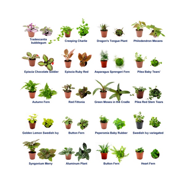 Live House Plants - Etsy