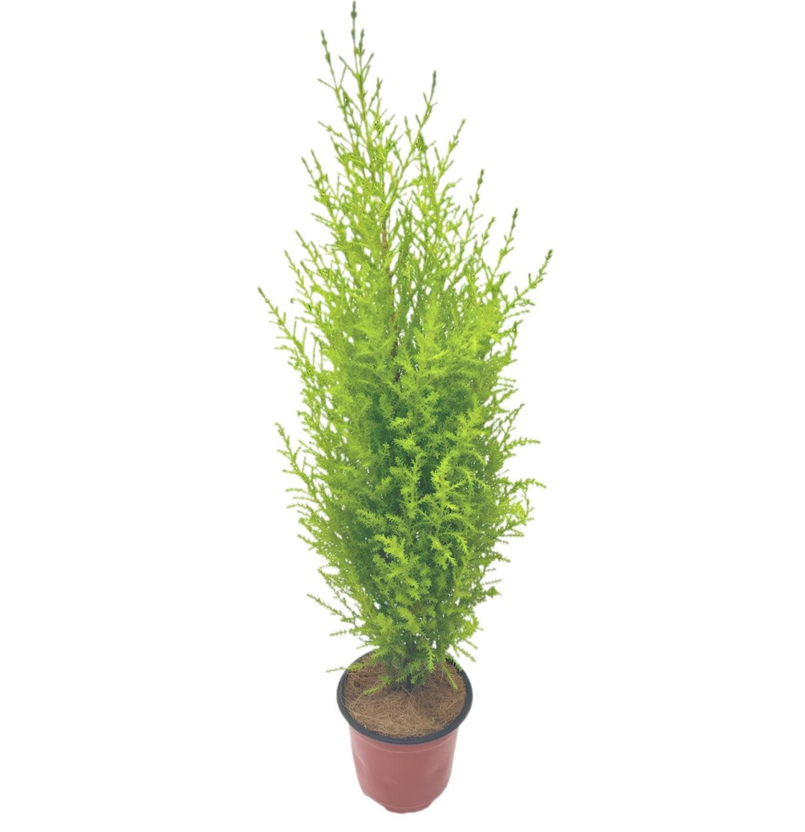Live Dwarf Lemon Cypress, Cupressus Macrocarpa ‘goldcrest Wilma,’ Live ...