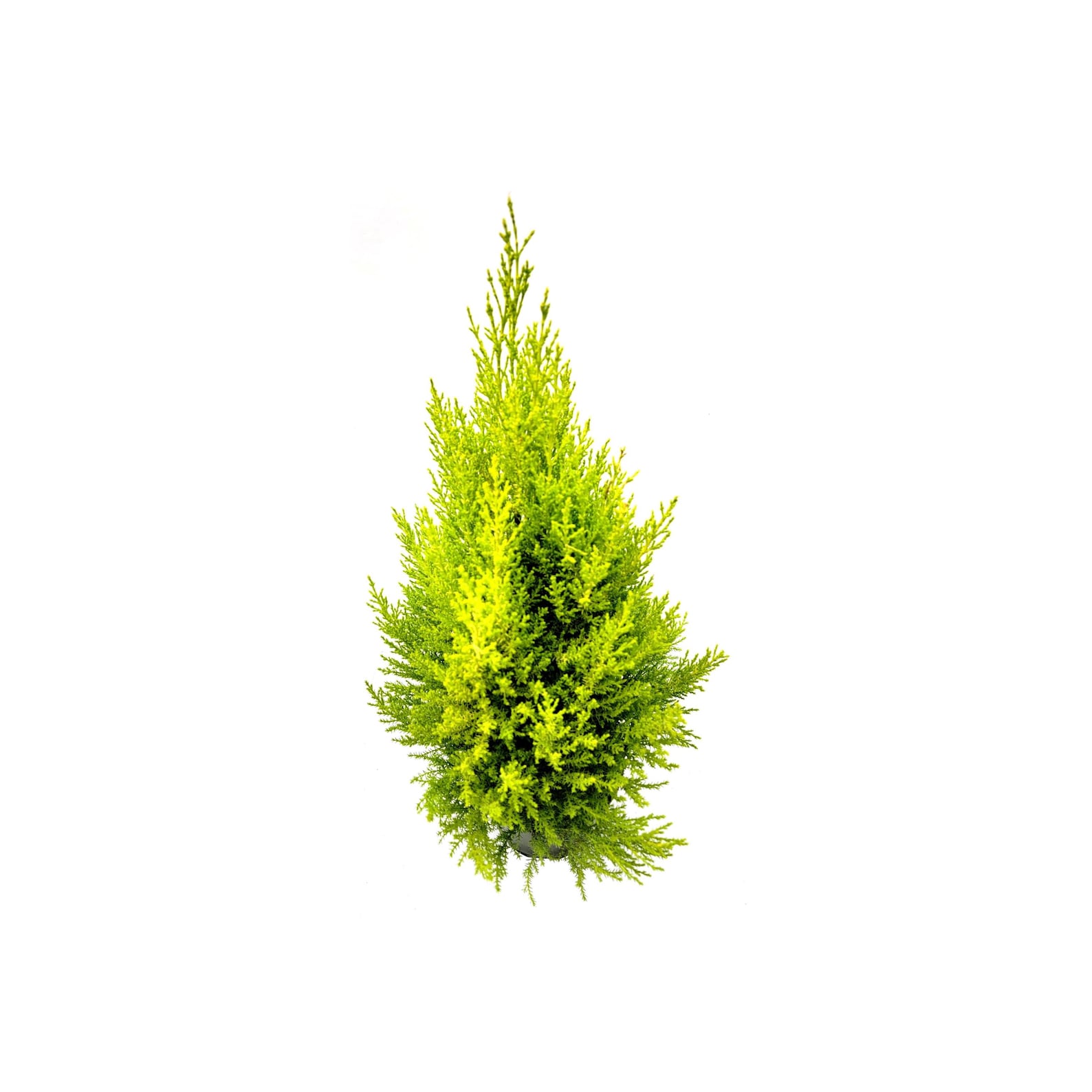 Live Dwarf Lemon Cypress, Cupressus Macrocarpa goldcrest Wilma, Live ...