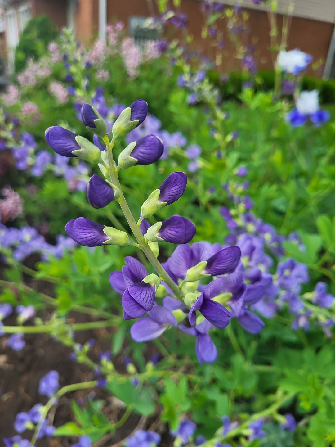 Wild False Blue Indigo - Baptisia Australis Seeds - Bee and Pollinator ...