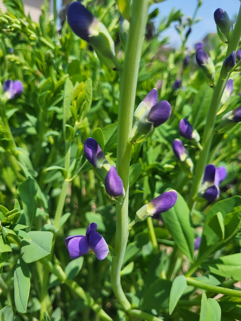 Wild False Blue Indigo - Baptisia Australis Seeds - Bee and Pollinator ...