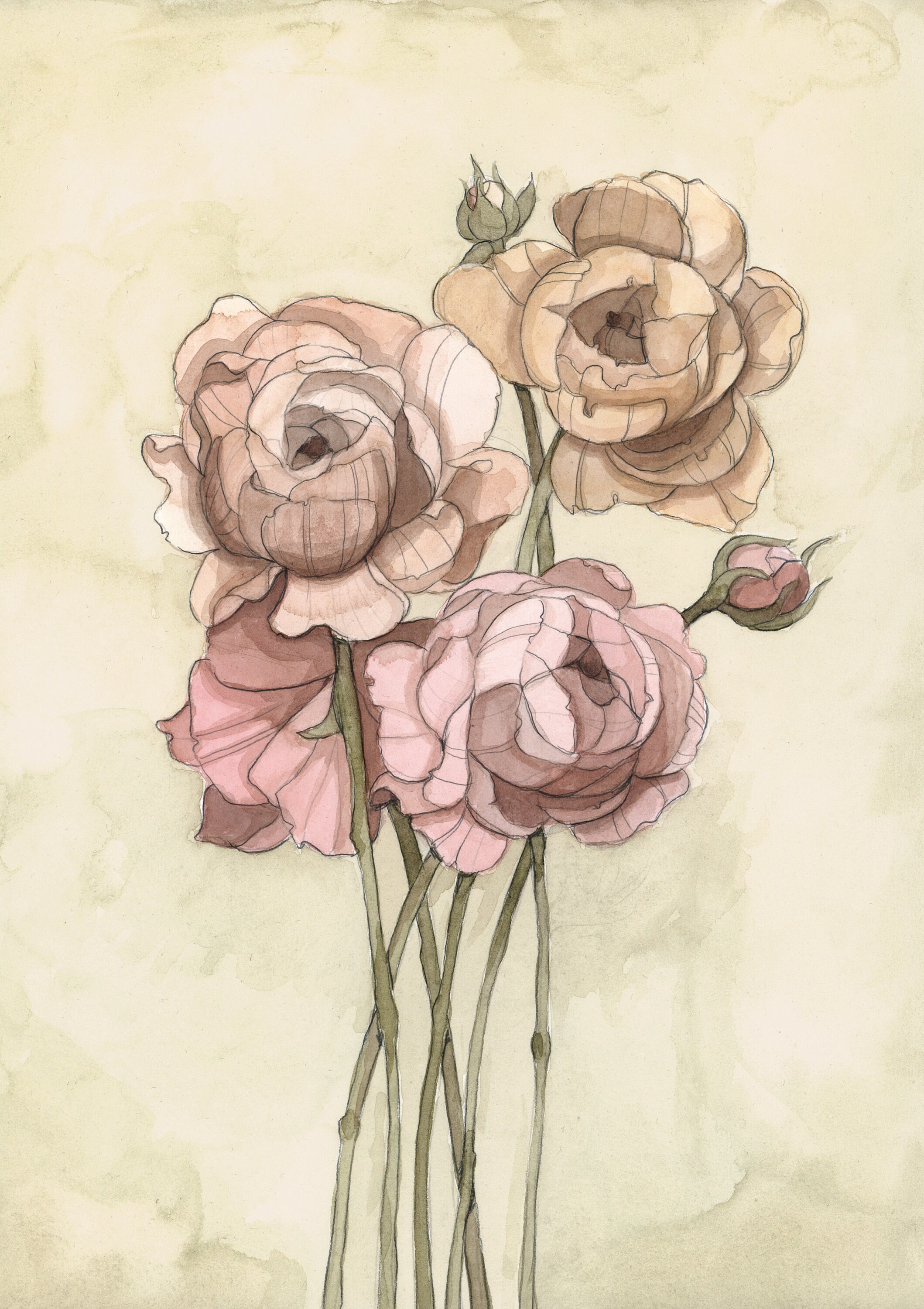Art Print ranunculus Watercolor Painting Replication - Etsy