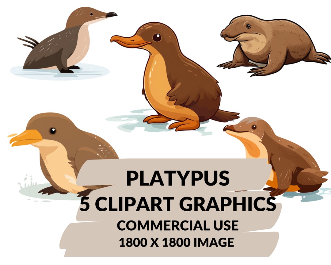 Platypus Clipart Platypus PNG Files Instant Download Commercial Use ...