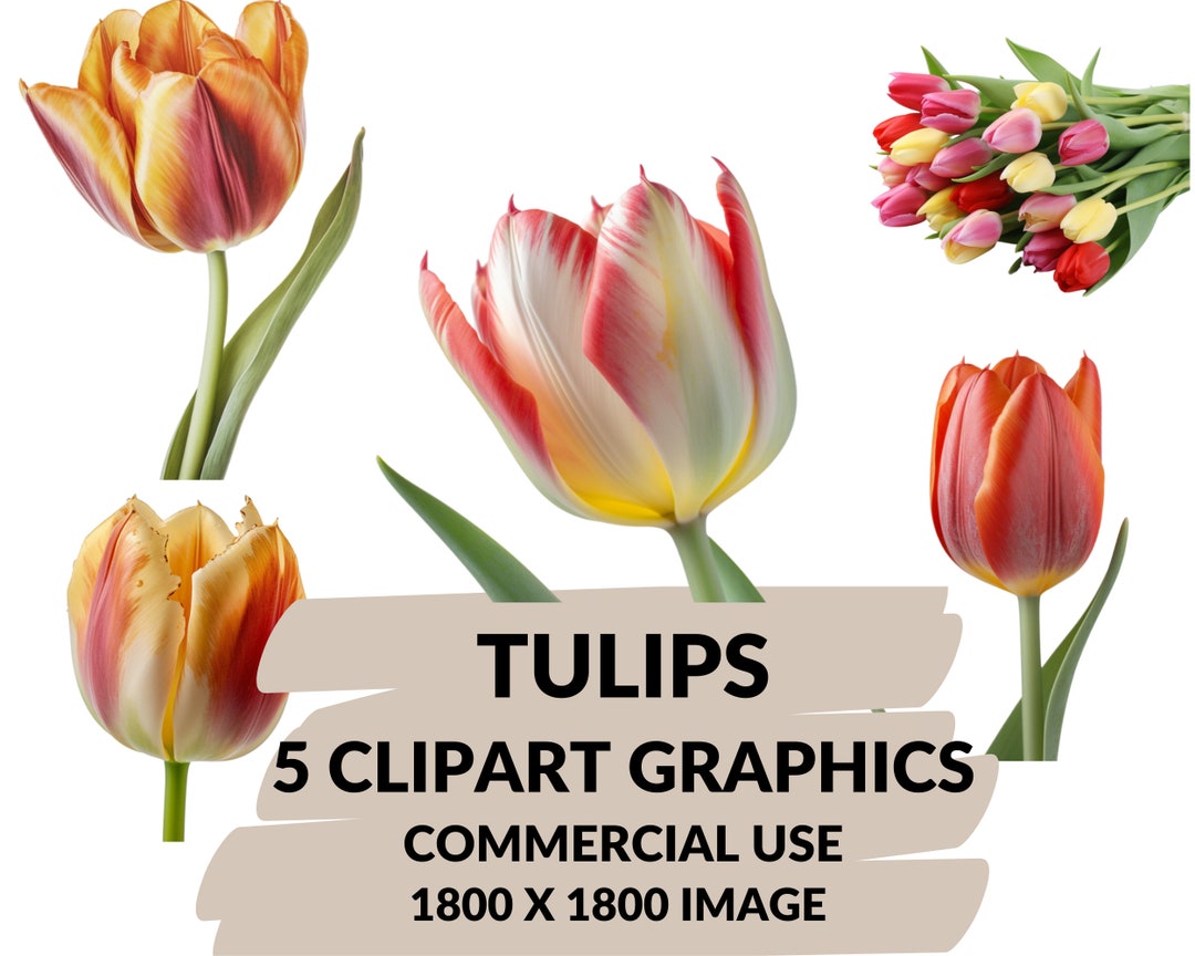 Tulips Clipart Tulips PNG Files Instant Download Tulips Commercial Use ...