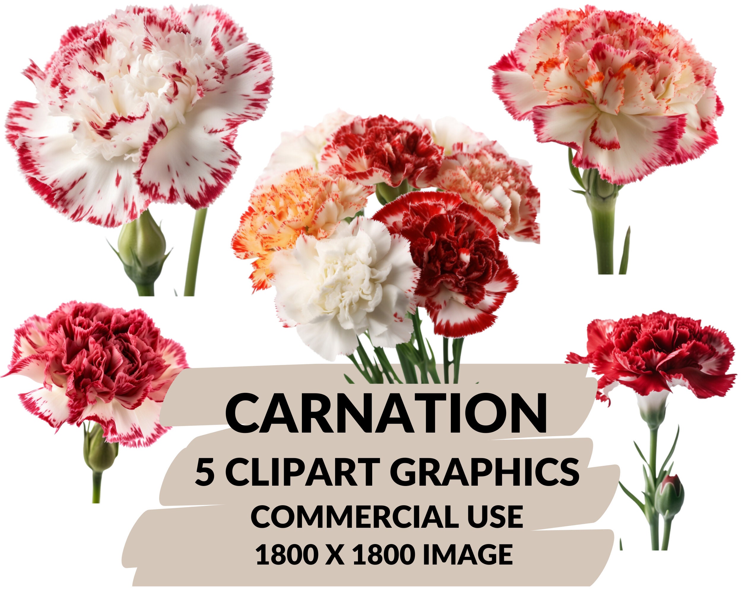 Carnation Clipart Carnation PNG Files Instant Download Carnation ...