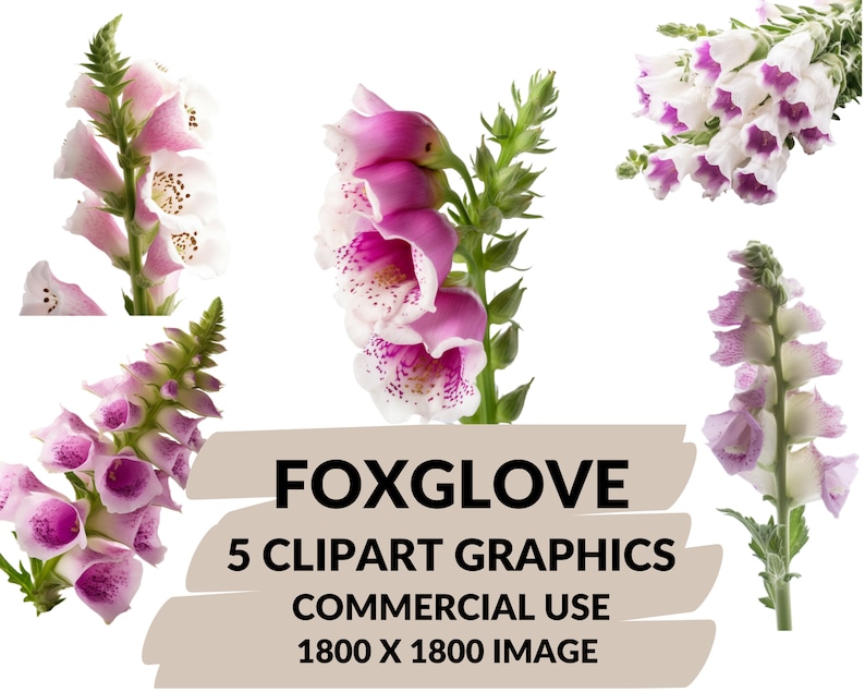 Foxglove Clipart Foxglove PNG Files Instant Download Foxglove ...
