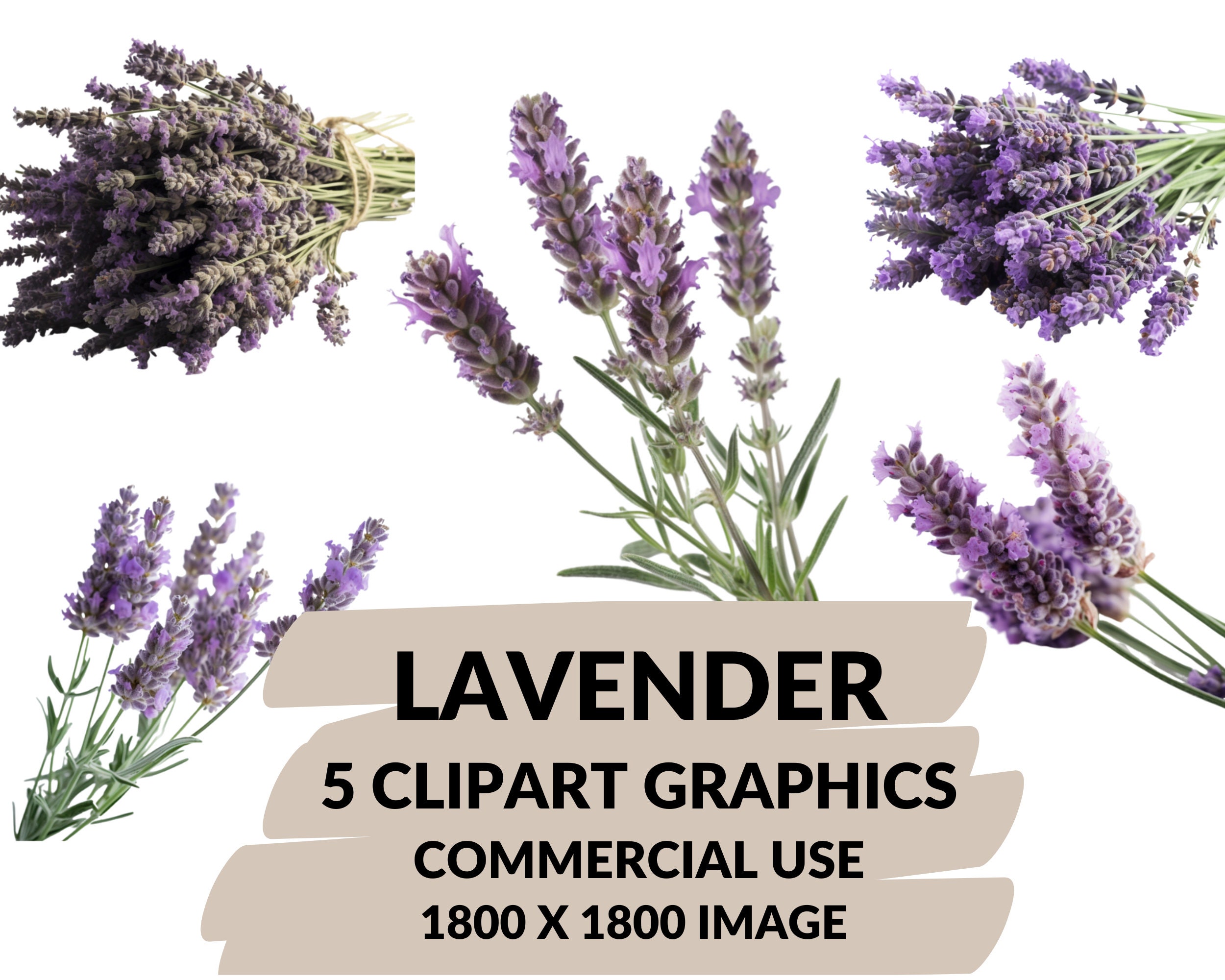 Lavender Clipart Lavender PNG Files Instant Download Lavender ...