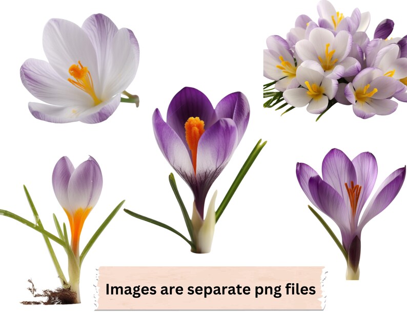 Crocus Clipart Crocus PNG Files Instant Download Commercial Use Crocus ...