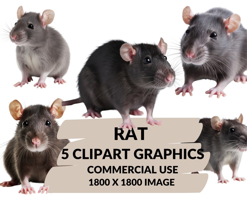 Rat Clipart Rat PNG Files Instant Download Commercial Use Instant ...