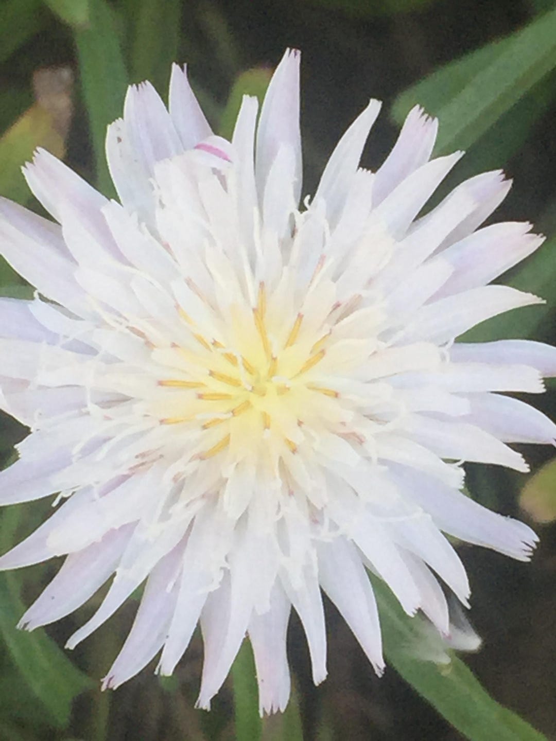 Cliff Desert Dandelion Flower Essence - Etsy
