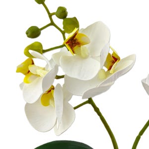 2 Stem Mini Phal Orchid Arrangement - White - Etsy