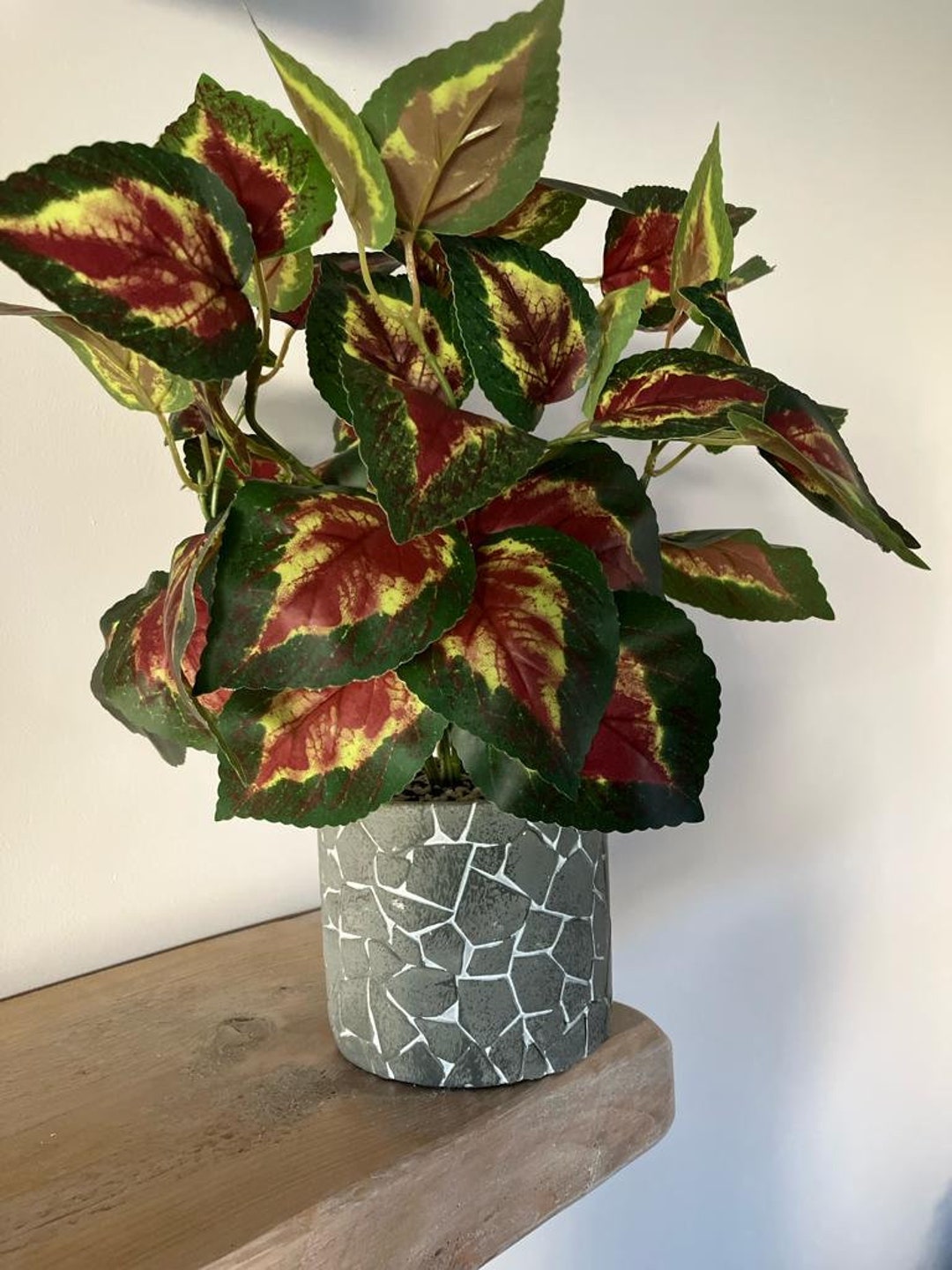 Coleus Orb Leaf Large Bunch With or Without Pot - Etsy UK