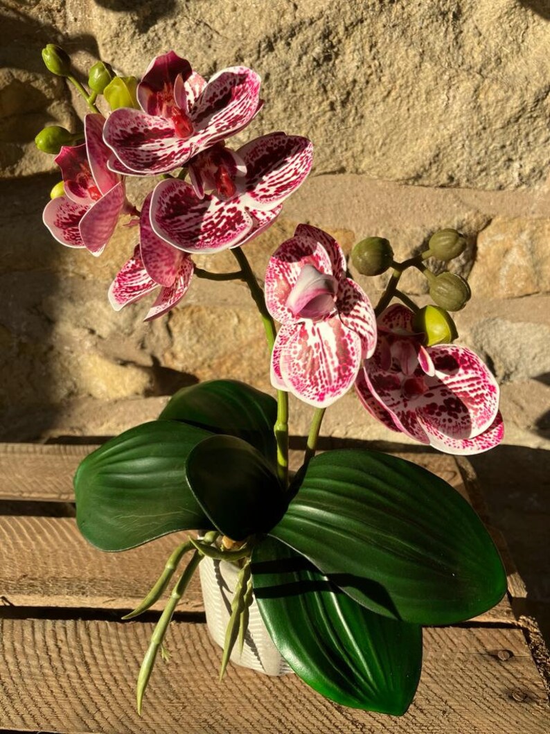 2 Stem Mini Phal Orchid Arrangement Pink Speckled - Etsy UK