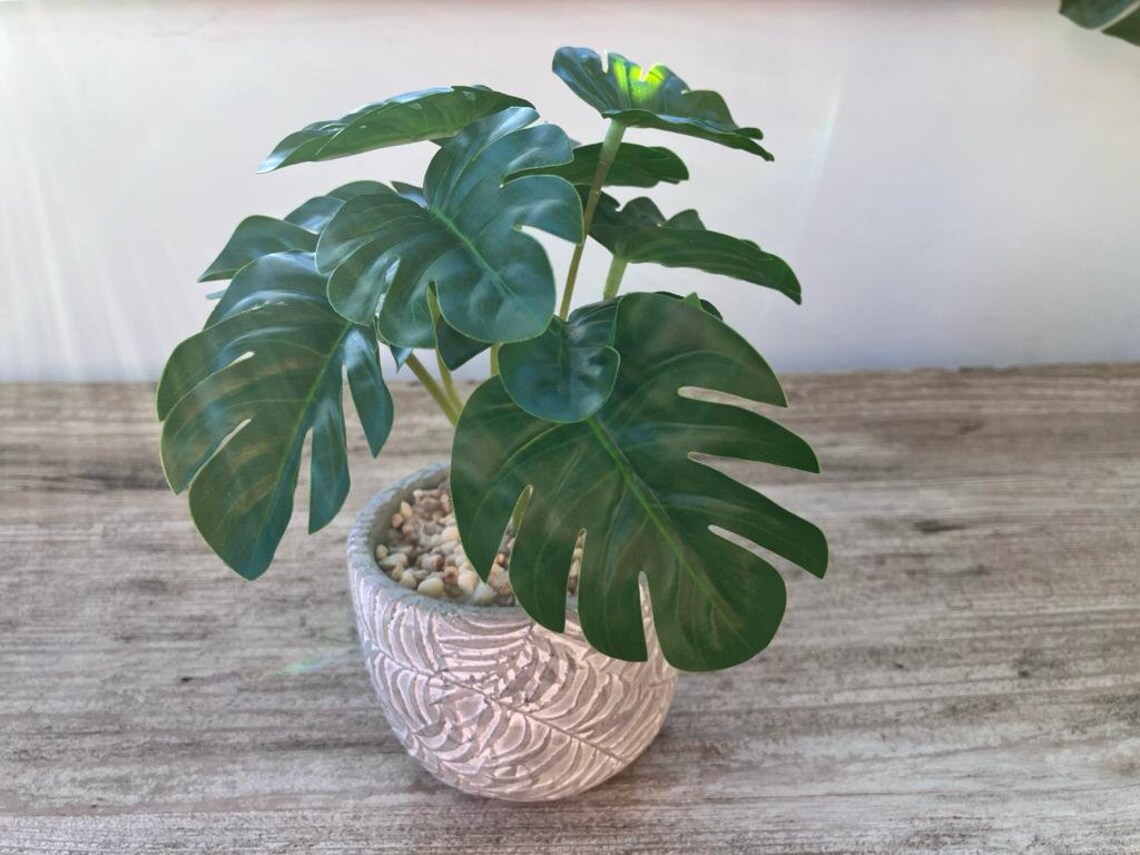 Mini Monstera Bunch With or Without Fern Pot - Etsy